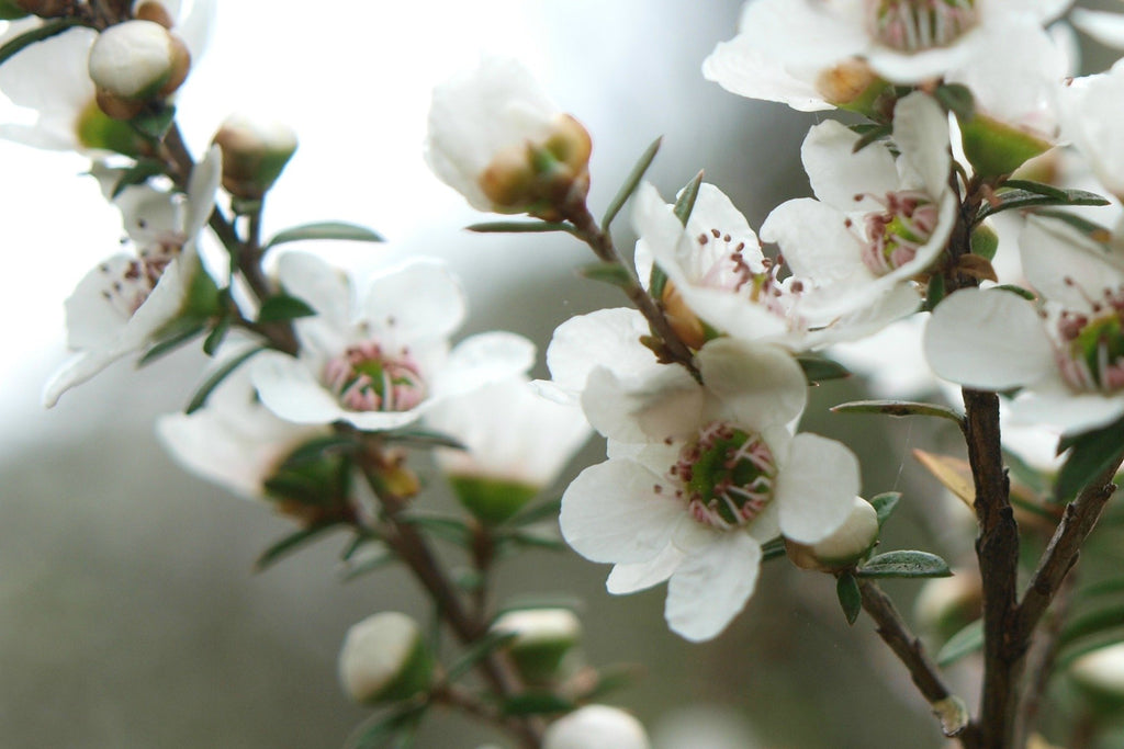 The story behind Manuka Honey – Savant Health — Savant Distribution Ltd