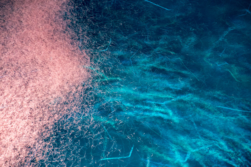 The Importance of Sustainable Krill Based Products – Savant Health ...